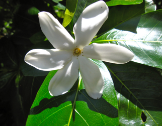 French Polynesia, Gardenia taitensis, Tahitian tiare