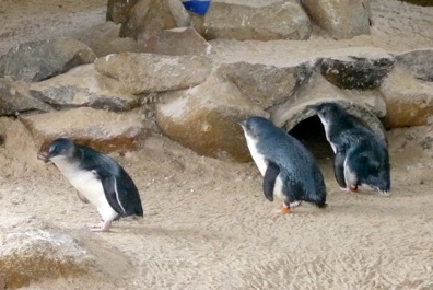 Launceston, Tasmanian Devil, the Tasmania Zoo, Tamar Island Wetland ...